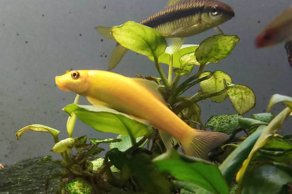 Chinese Algae Eater: Care, Diet, Health, Tank Mates & More