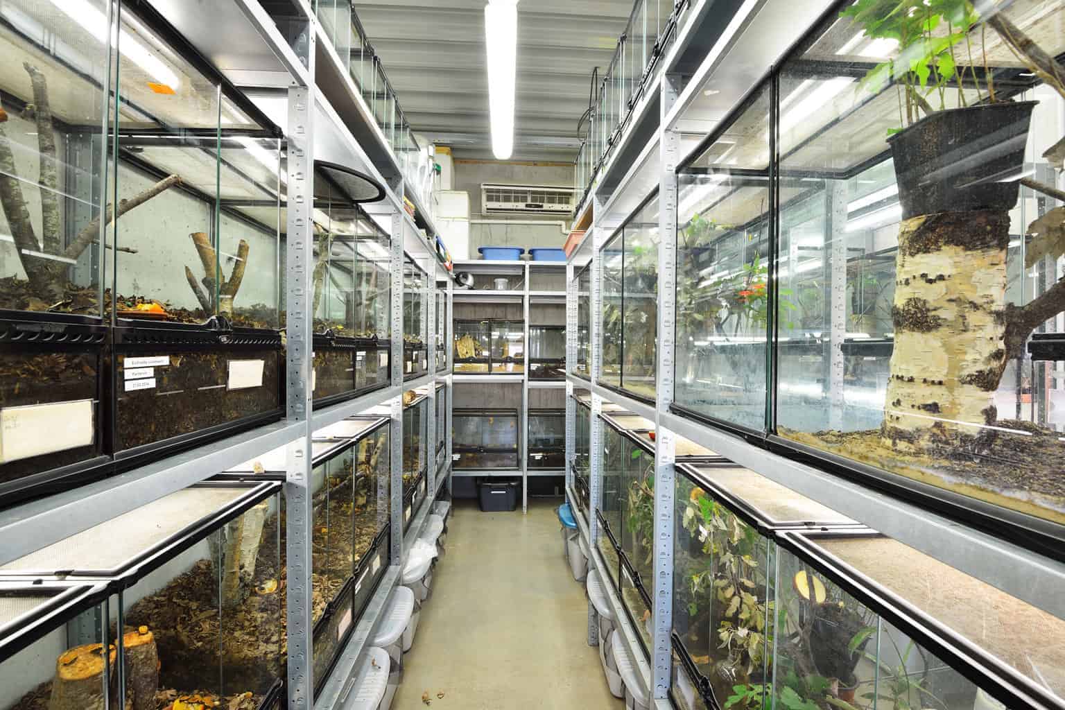 Paludarium Complete Guide: How to Build the Ideal Habitat
