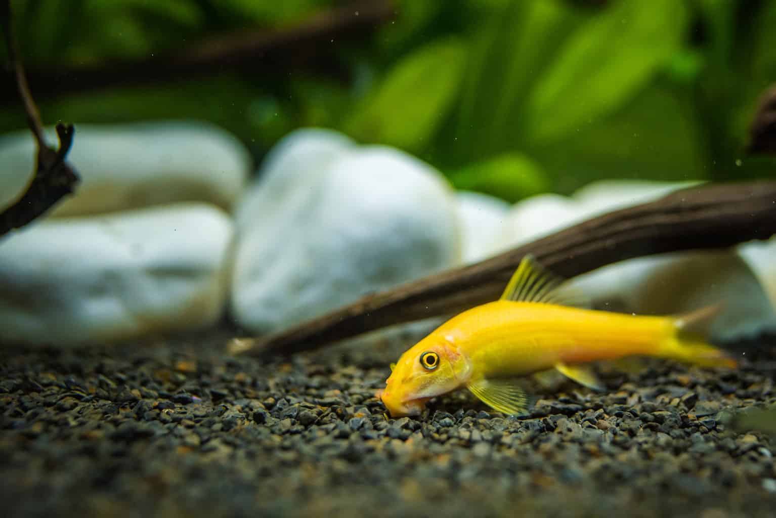 Chinese Algae Eater: Care, Diet, Health, Tank Mates & More