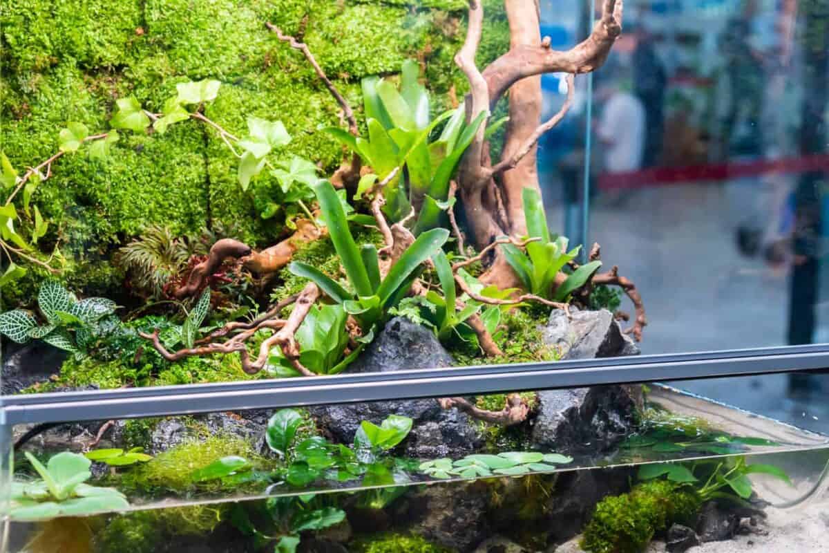 Paludarium Complete Guide: How to Build the Ideal Habitat