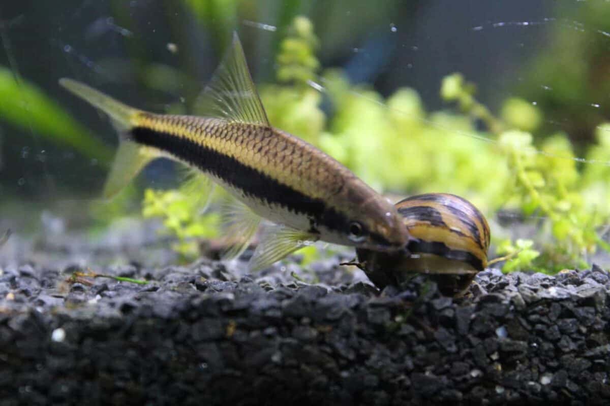 Siamese Algae Eater: The Complete Care Guide ([year])