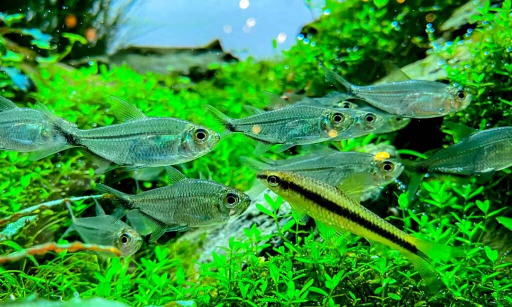 Siamese Algae Eater: The Complete Care Guide ([year])