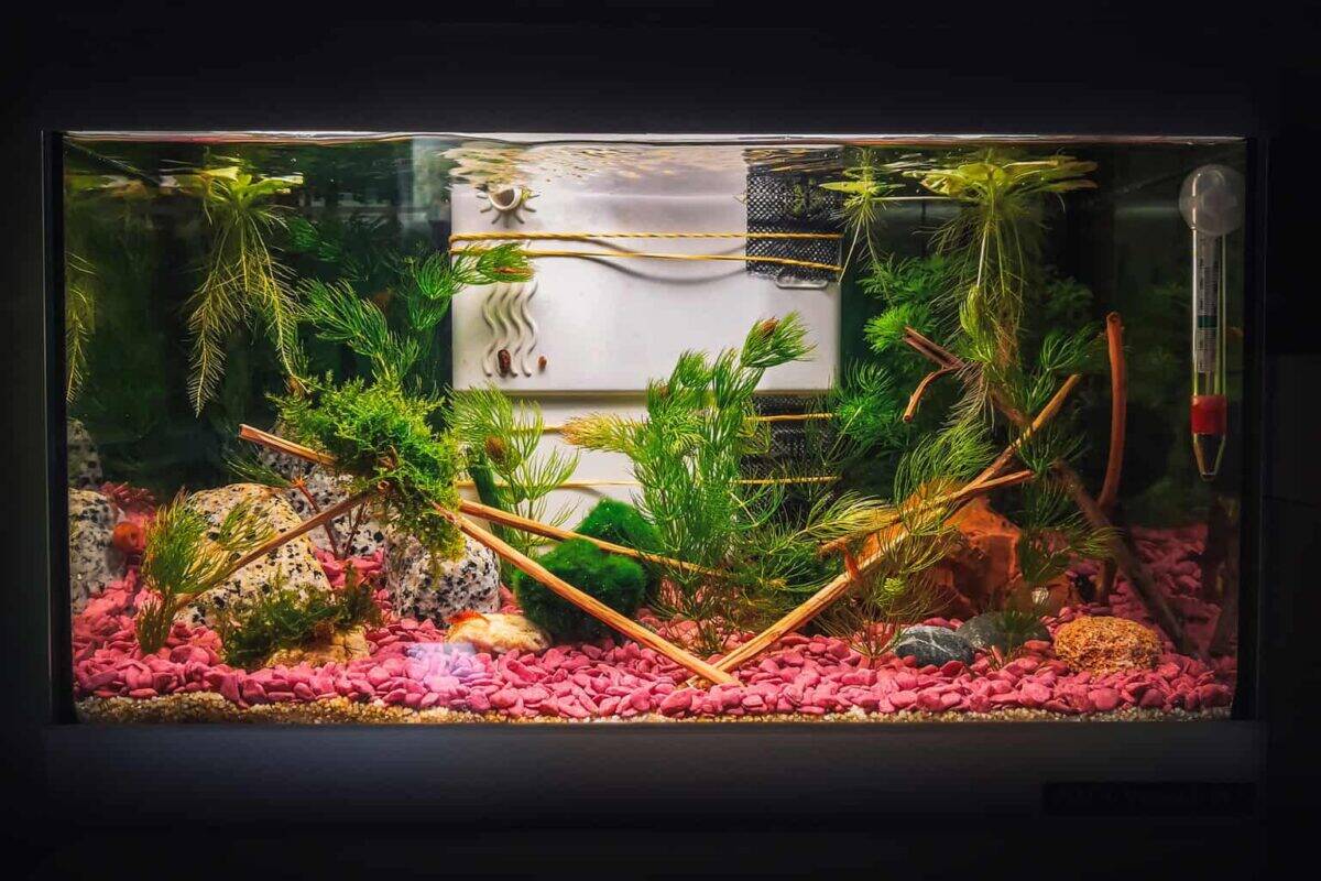 Bumblebee Catfish: Care Guide, Tank Mates, & More!