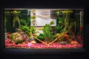 Bumblebee Catfish: Care Guide, Tank Mates, & More!