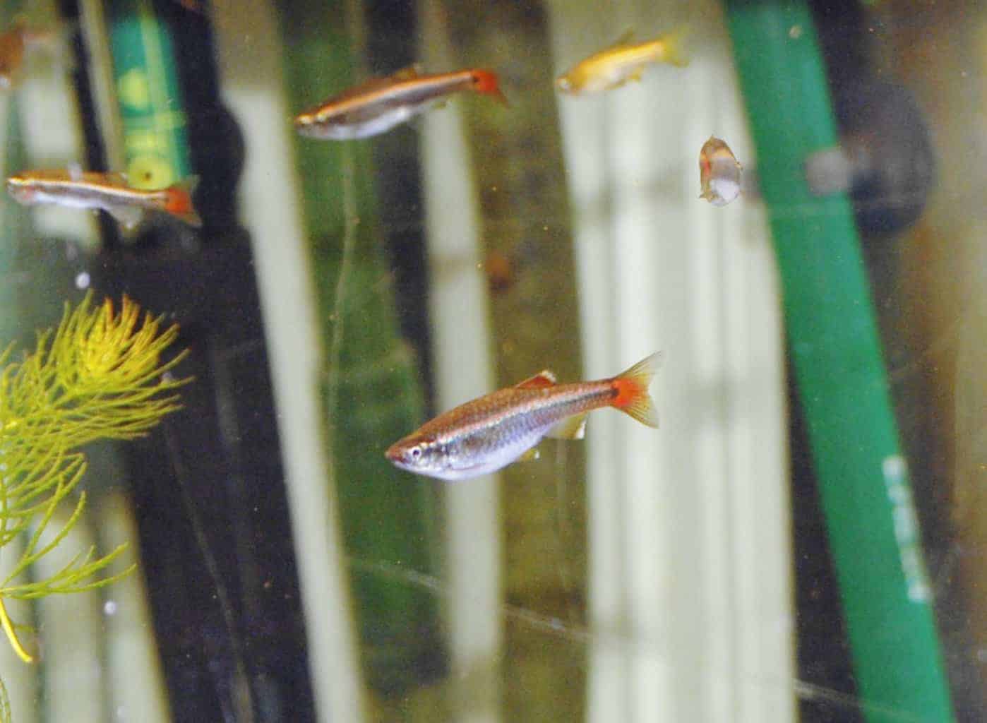 The Best Goldfish Tank Mates (Safe & Compatible)