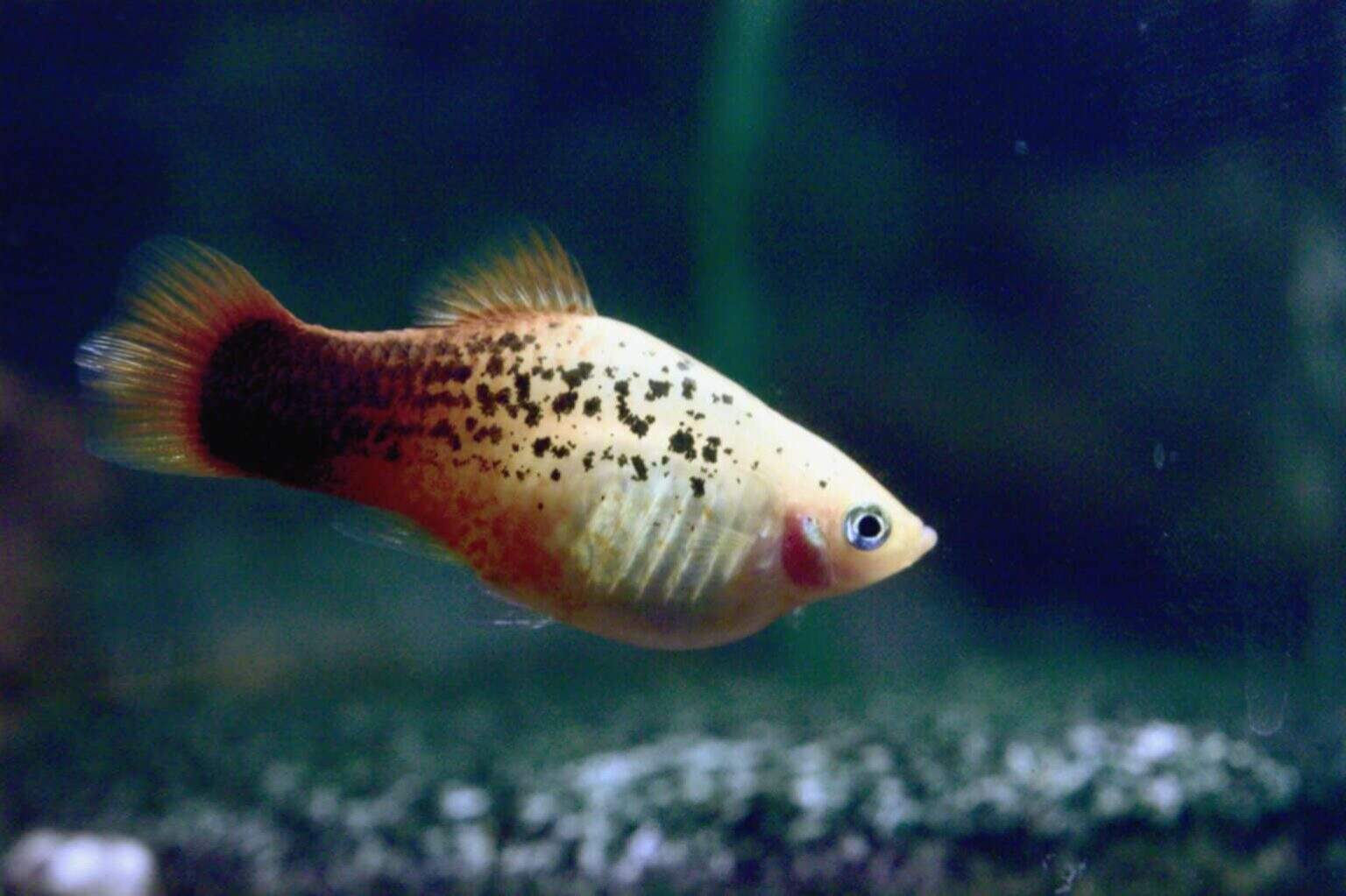 Platy Fish: Species Profile & Complete Care Guide
