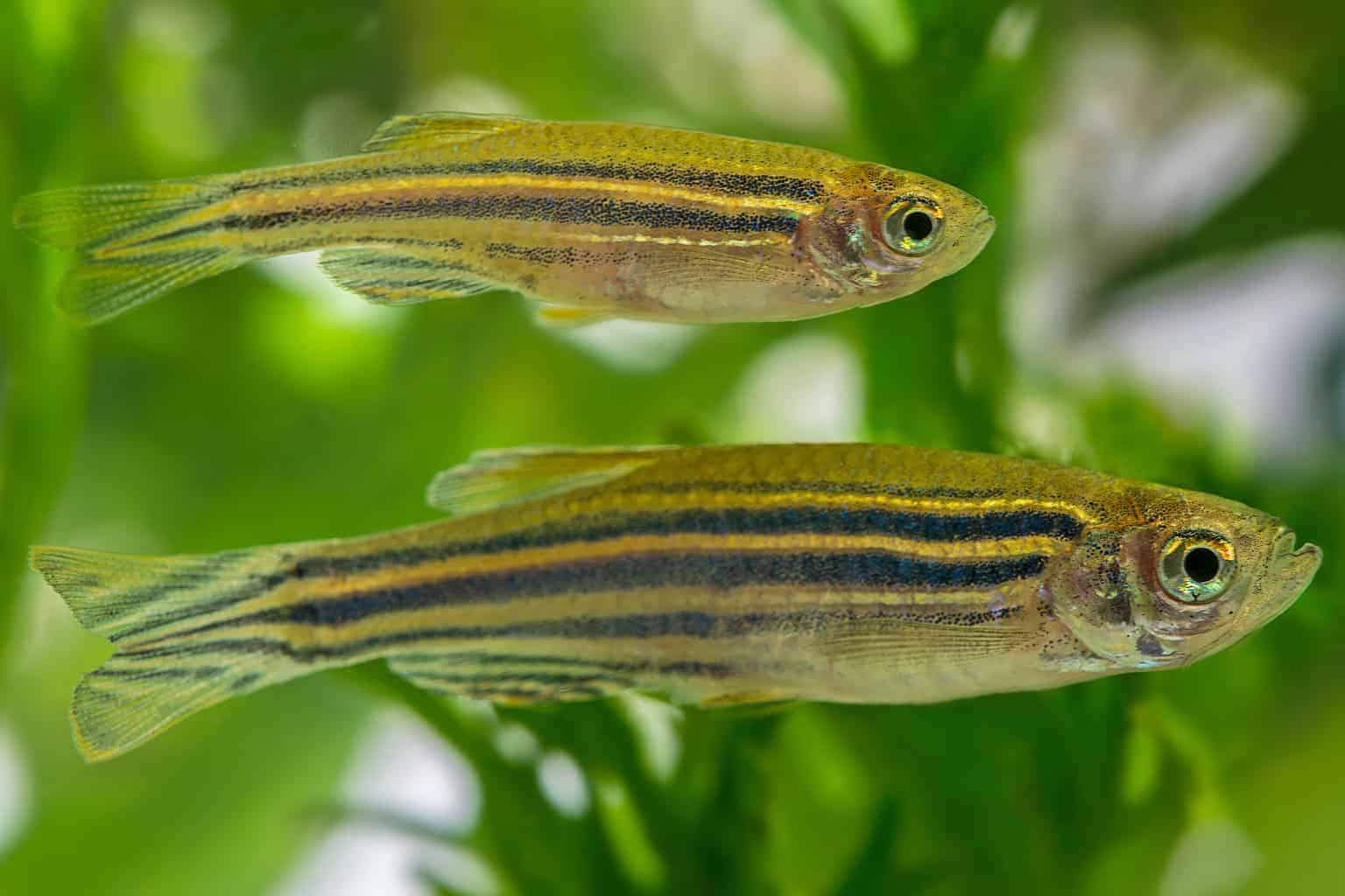 The Best Goldfish Tank Mates (Safe & Compatible)