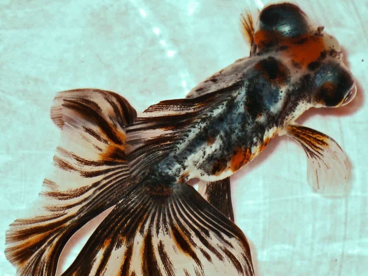 The Most Popular Types Of Goldfish ([year] List)