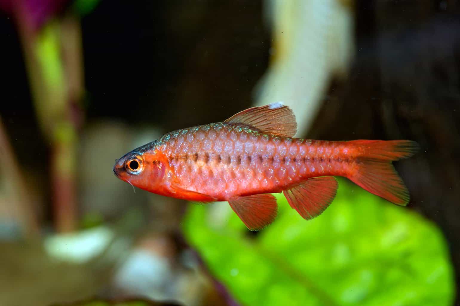 Cherry Barb: Species Profile and Complete Care Guide ([year])