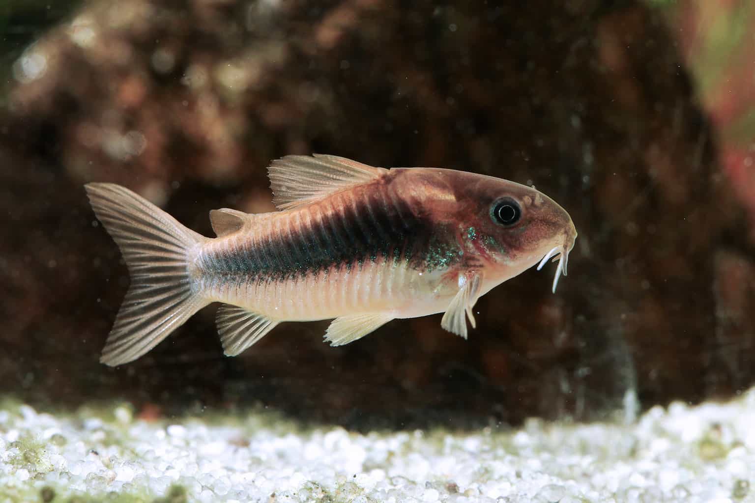 Top 20 Popular Freshwater Aquarium Catfish ([year] Guide)