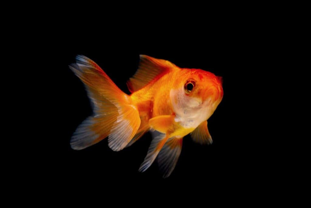Fantail Goldfish: Species Profile, Care, Tank Mates, & More!