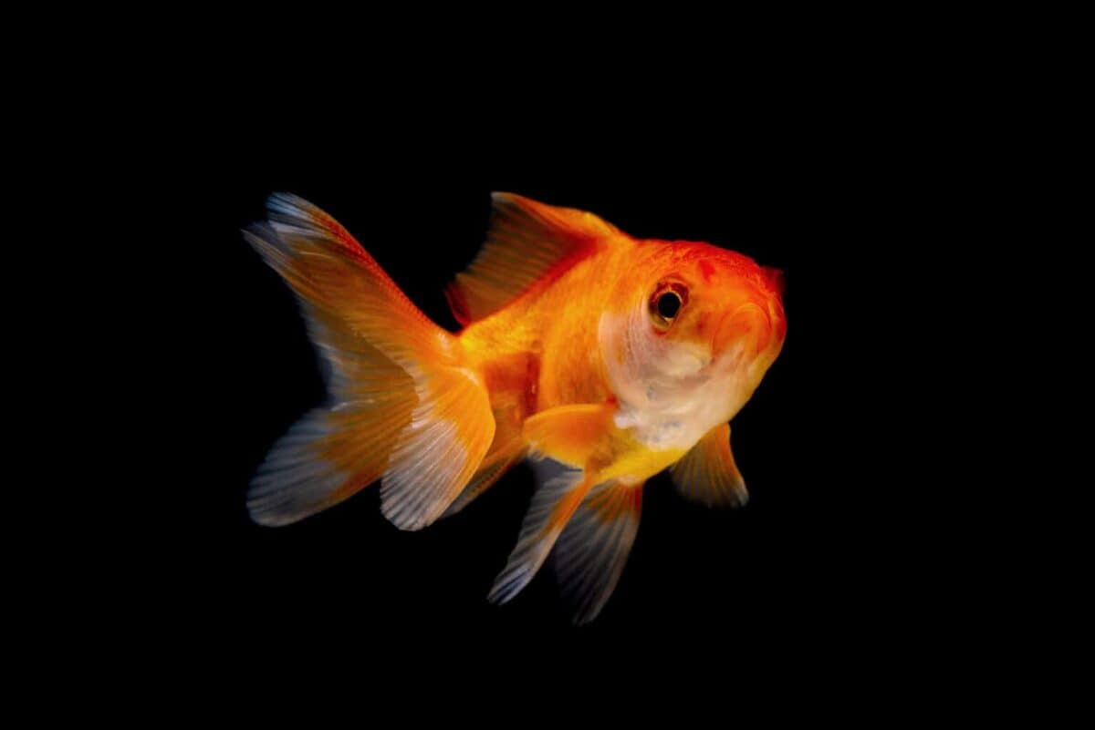 Fantail Goldfish: Species Profile, Care, Tank Mates, & More!