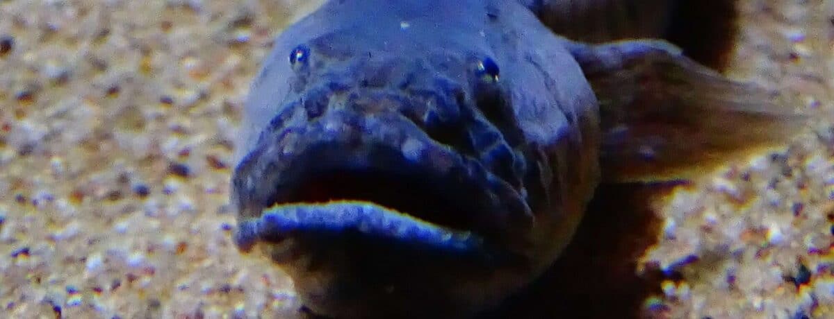 Dragon Goby: Species Profile and Complete Care Guide ([year])