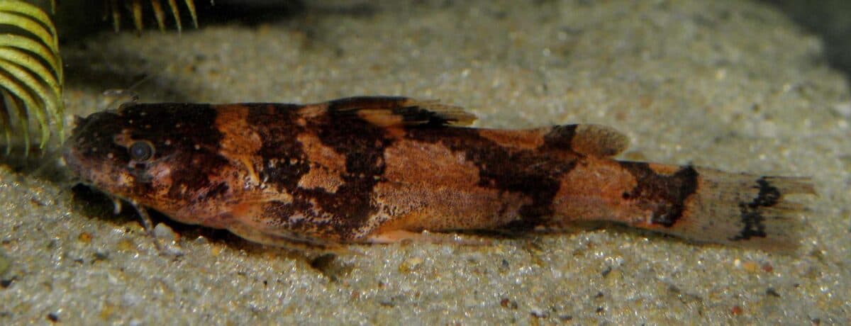 Bumblebee Catfish: Care Guide, Tank Mates, & More!