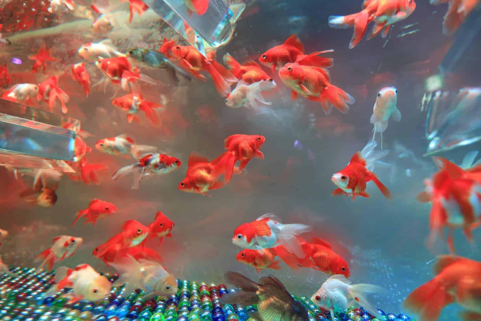 Fantail Goldfish: Species Profile, Care, Tank Mates, & More!