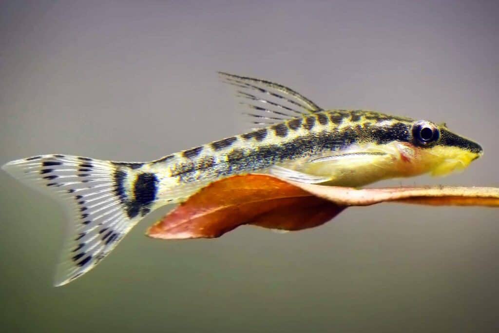 Top 20 Popular Freshwater Aquarium Catfish ([year] Guide)