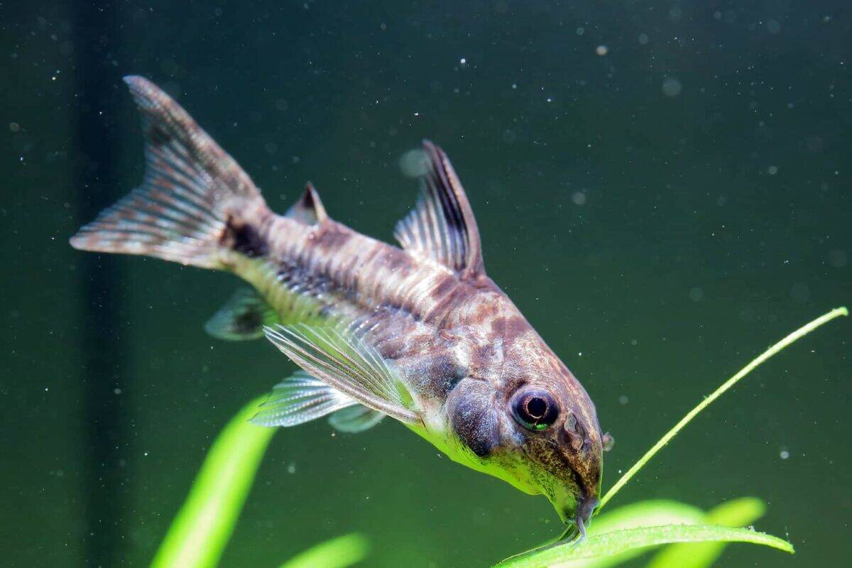 Top 20 Popular Freshwater Aquarium Catfish ([year] Guide)