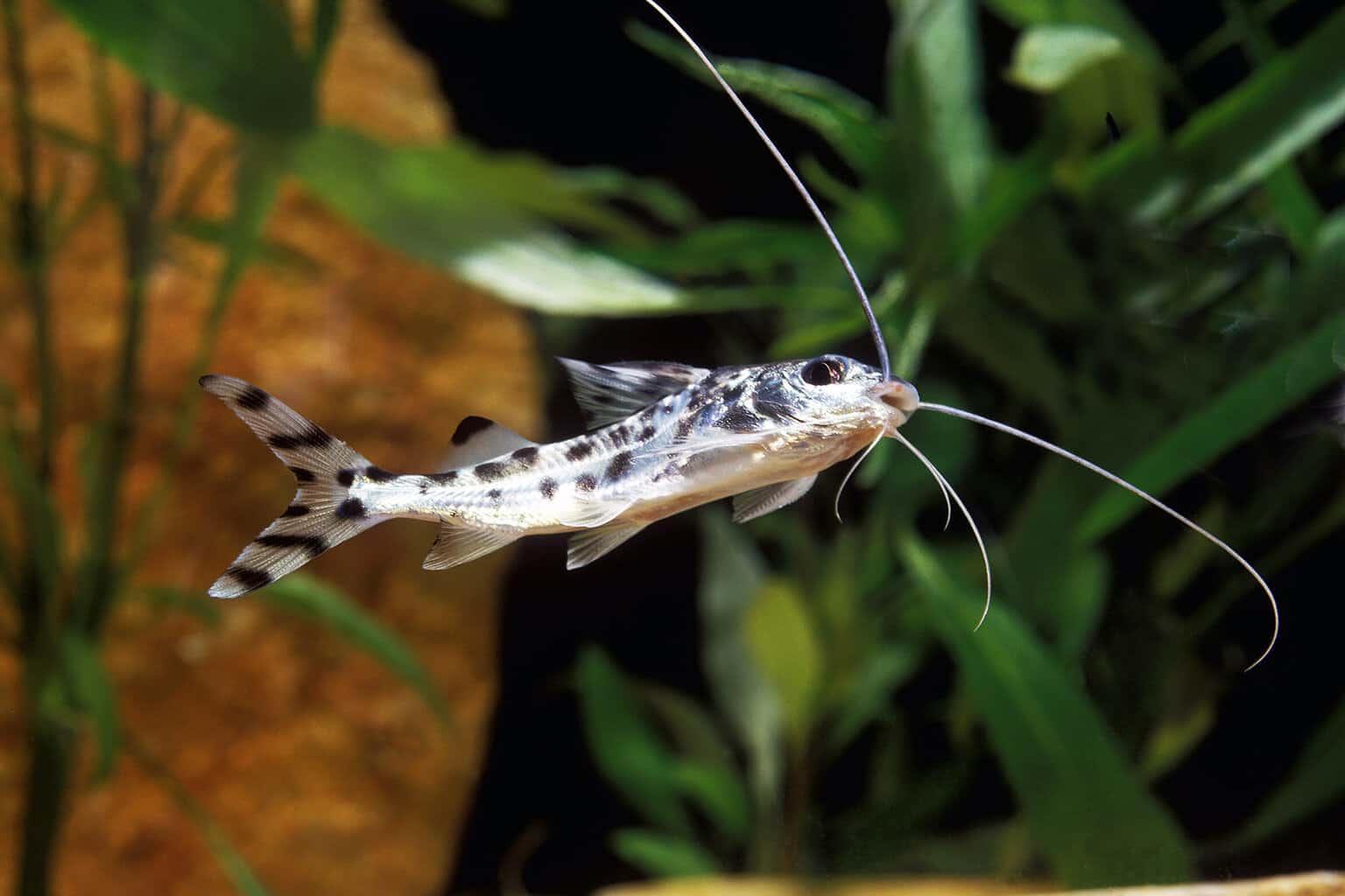 Top 20 Popular Freshwater Aquarium Catfish ([year] Guide)
