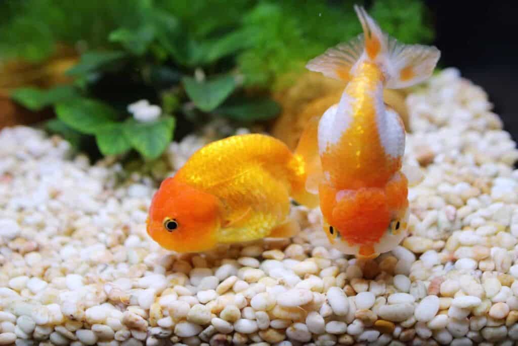 The Most Popular Types Of Goldfish ([year] List)