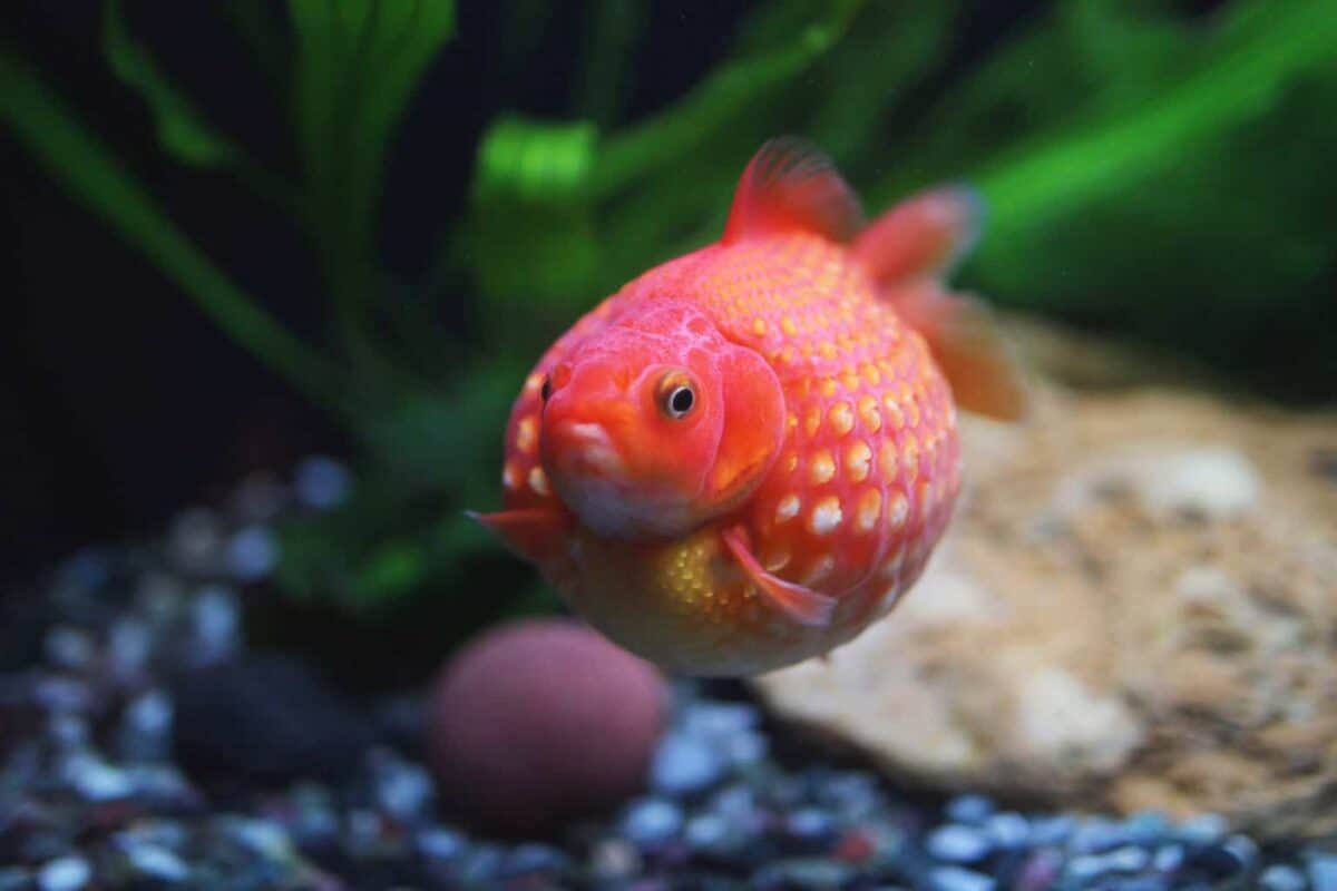 Pearlscale Goldfish 101: Complete Care Guide ([year])