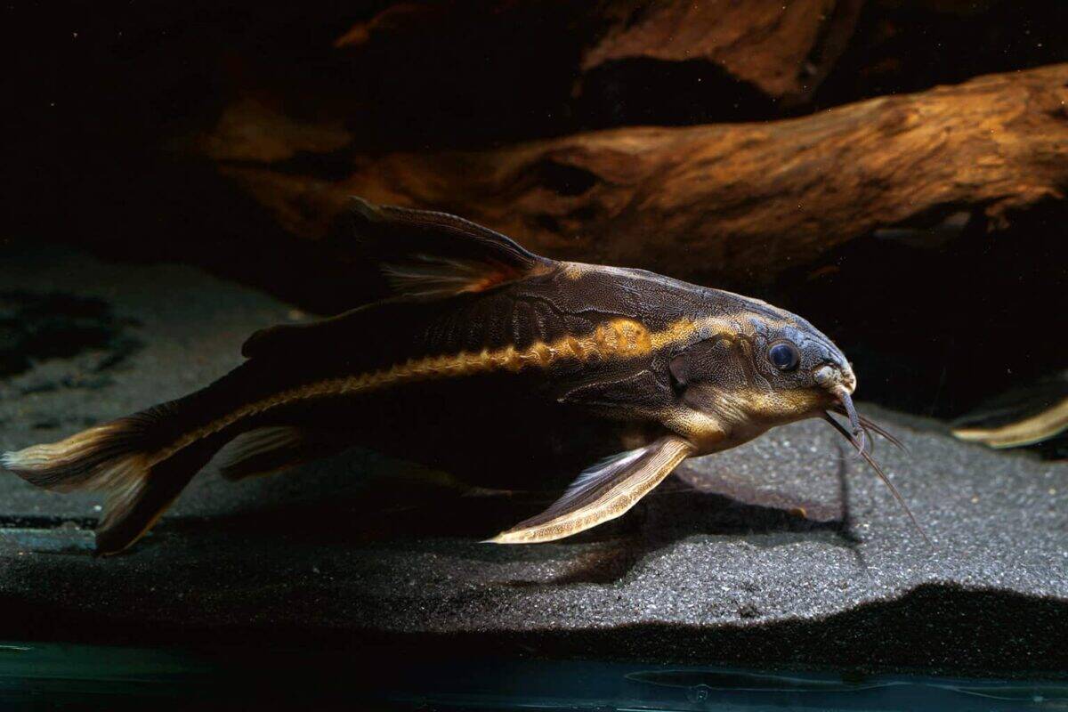 Top 20 Popular Freshwater Aquarium Catfish ([year] Guide)