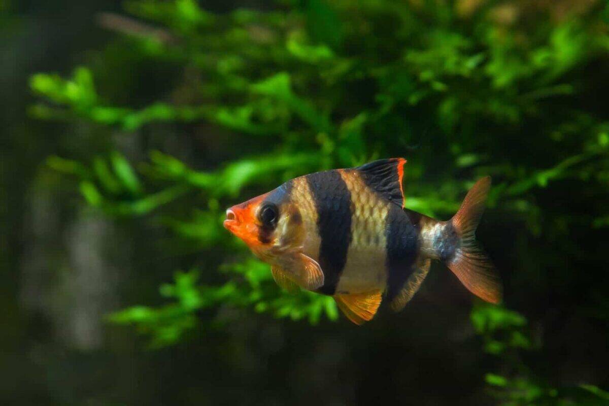 Tiger Barb: Species Profile and Complete Care Guide