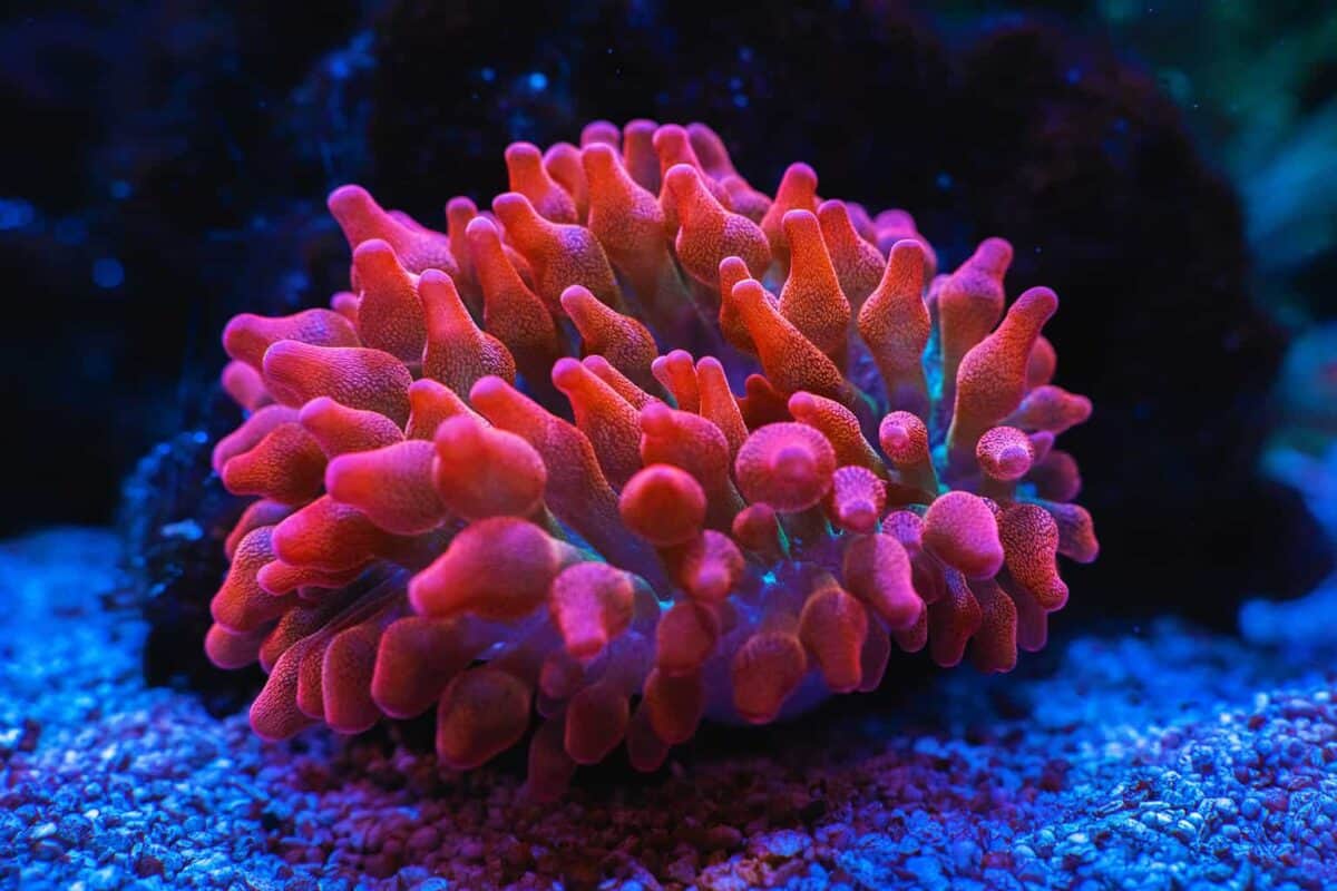 Bubble Tip Anemone 101: Complete Care Guide ([year])