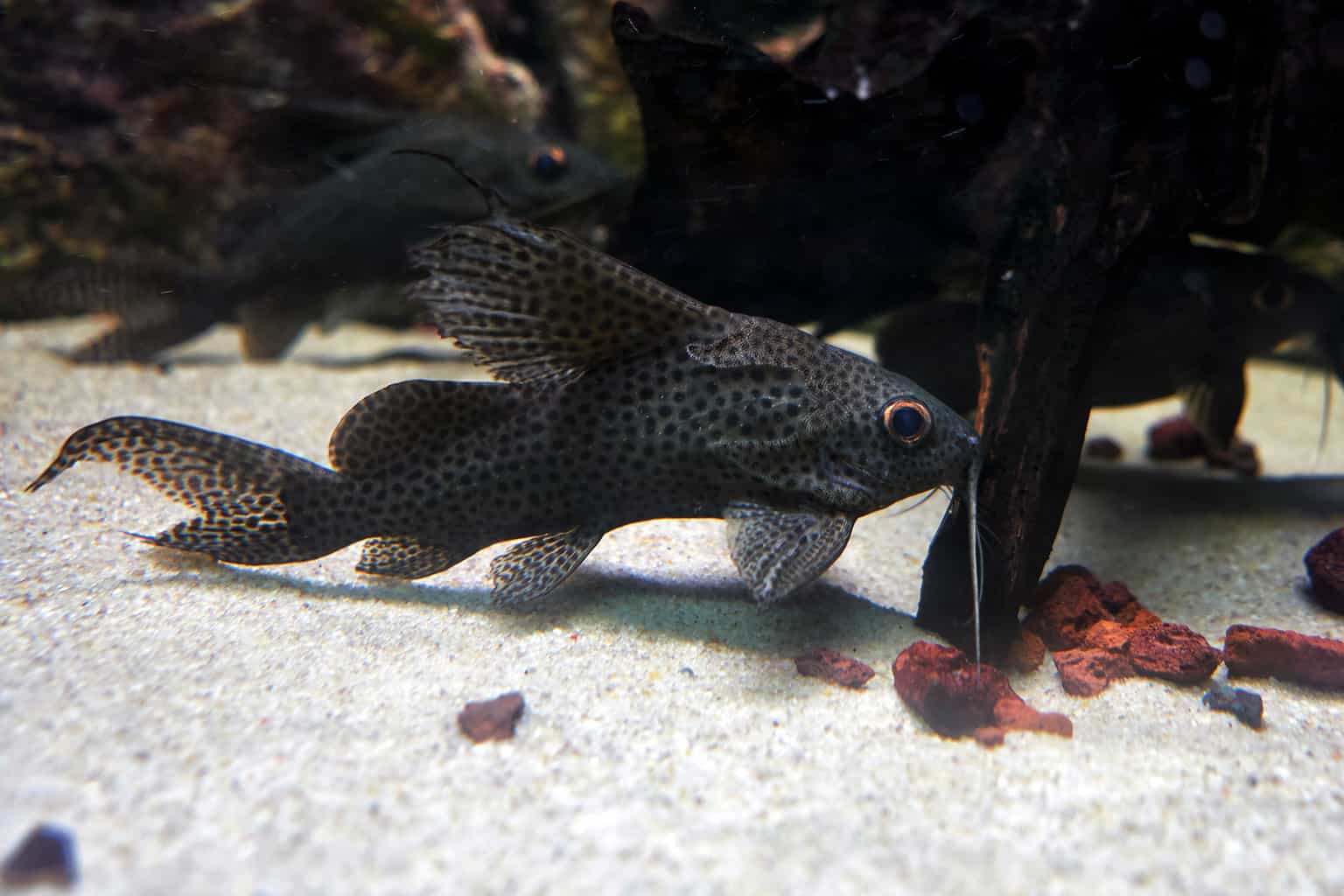 Synodontis Catfish: Care, Diet, Tank Mates & Breeding