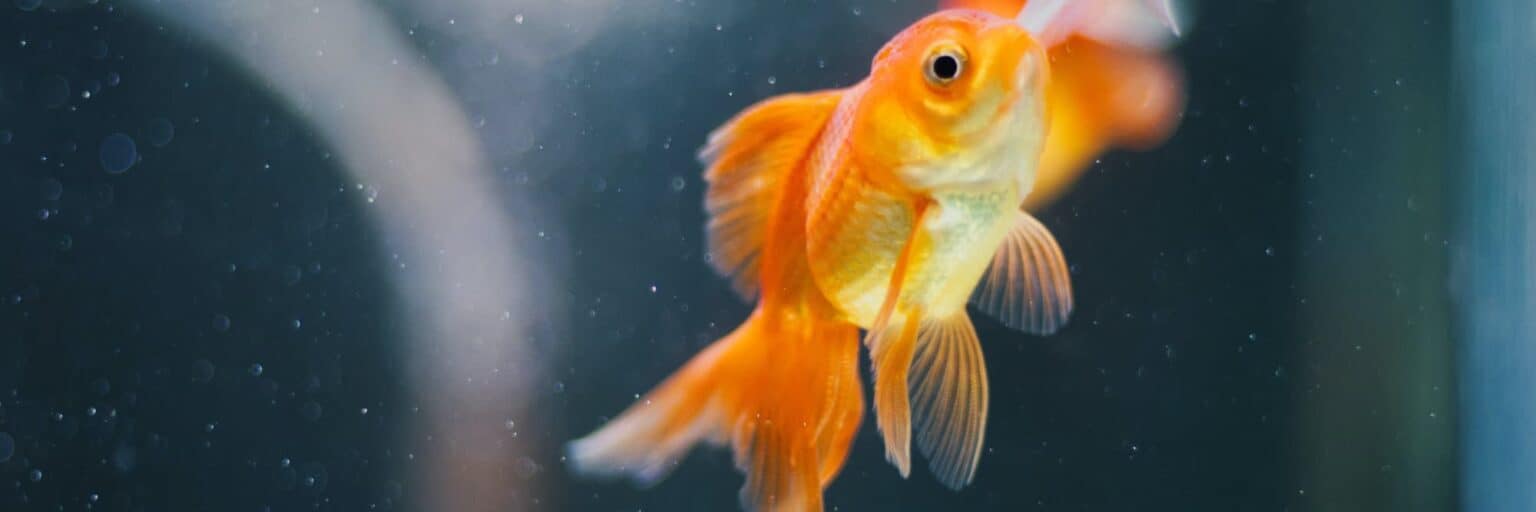 Fantail Goldfish: Species Profile, Care, Tank Mates, & More!