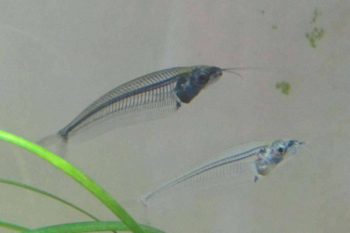 Glass Catfish: Complete Care Guide & Species Profile