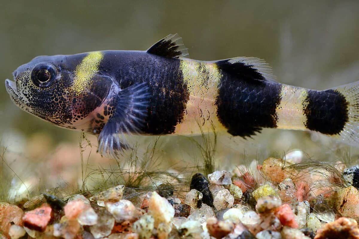 Bumblebee Goby: Species Profile and Complete Care Guide