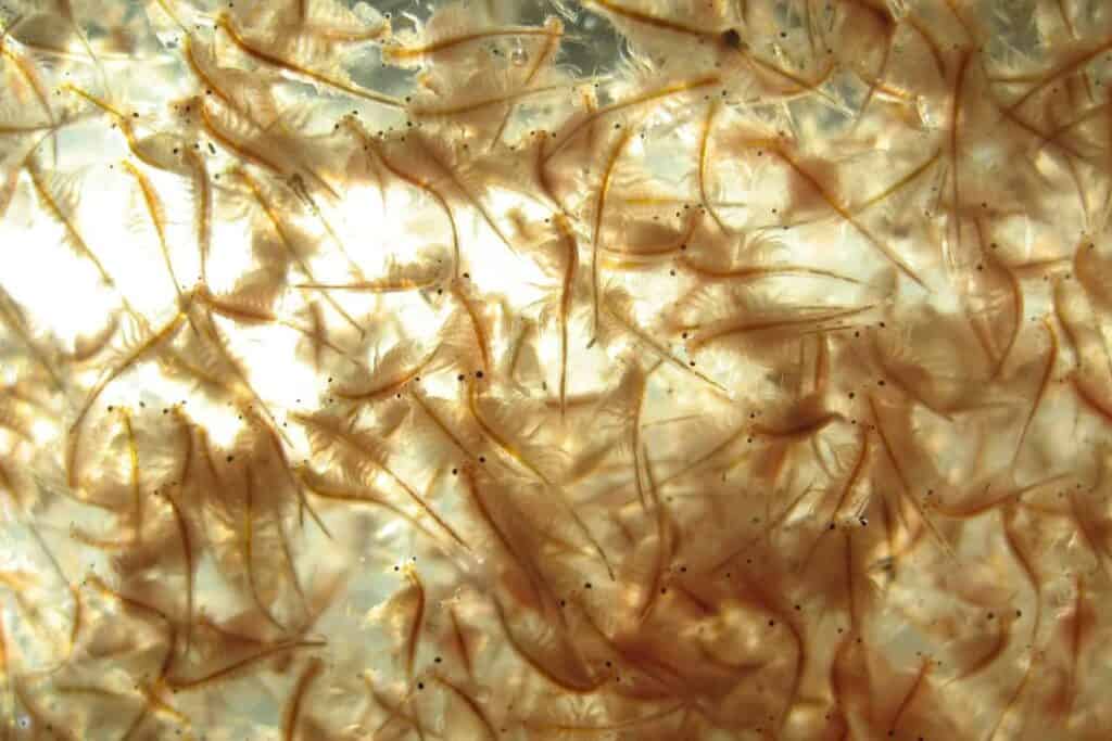 Glass Catfish: Complete Care Guide & Species Profile