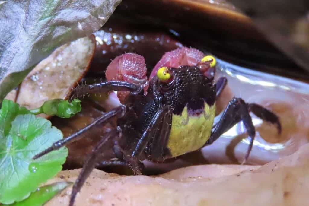 Vampire Crab: Care, Diet, Tank Mates & More