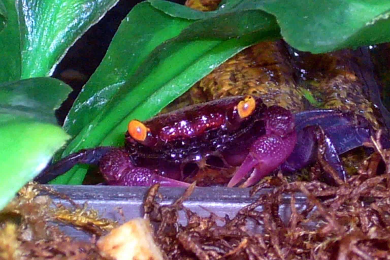 Vampire Crab: Care, Diet, Tank Mates & More