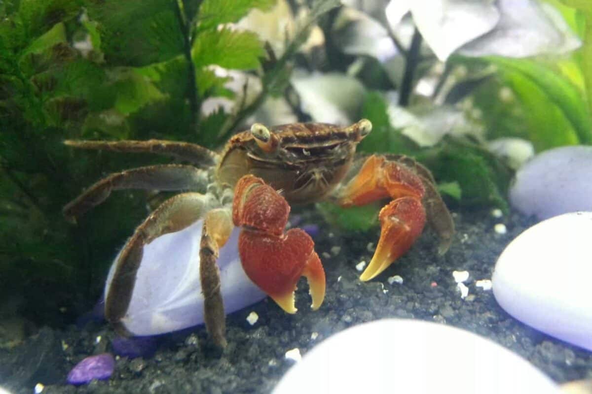 Red Claw Crab Care Guide: Everything You Need To Know