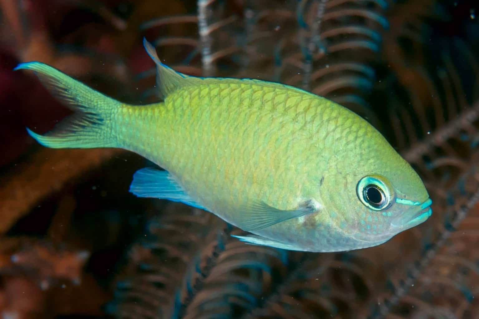Blue Green Chromis: Species Profile & Complete Care Guide