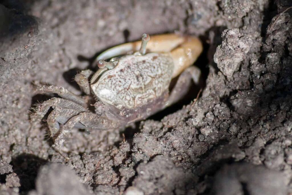 Fiddler Crab 101: Care, Diet, Setup, Tank Mates & More! - PetMeDaily