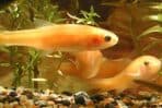 Rosy Red Minnows Care Guide: Tank, Diet, and Breeding ([year])