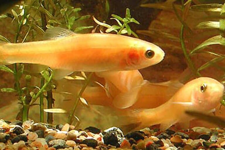 Rosy Red Minnows Care Guide: Tank, Diet, and Breeding ([year])
