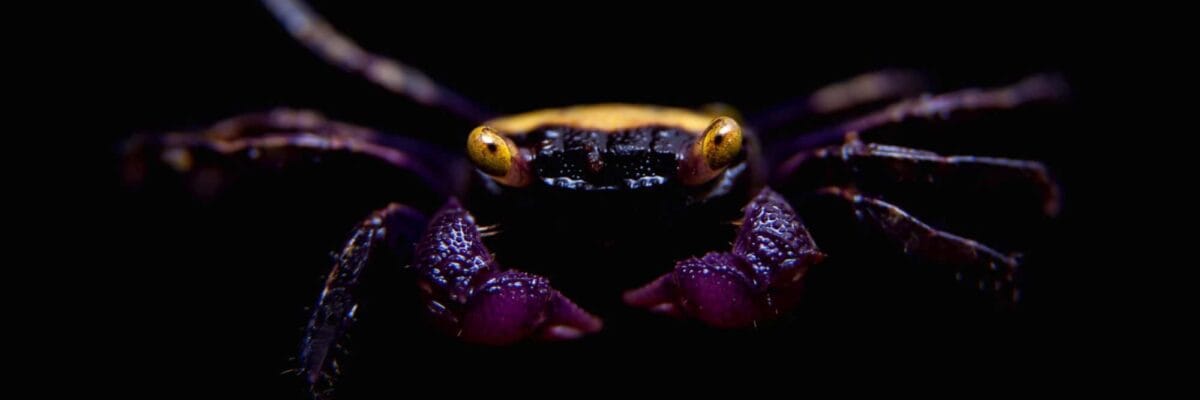Vampire Crab: Care, Diet, Tank Mates & More