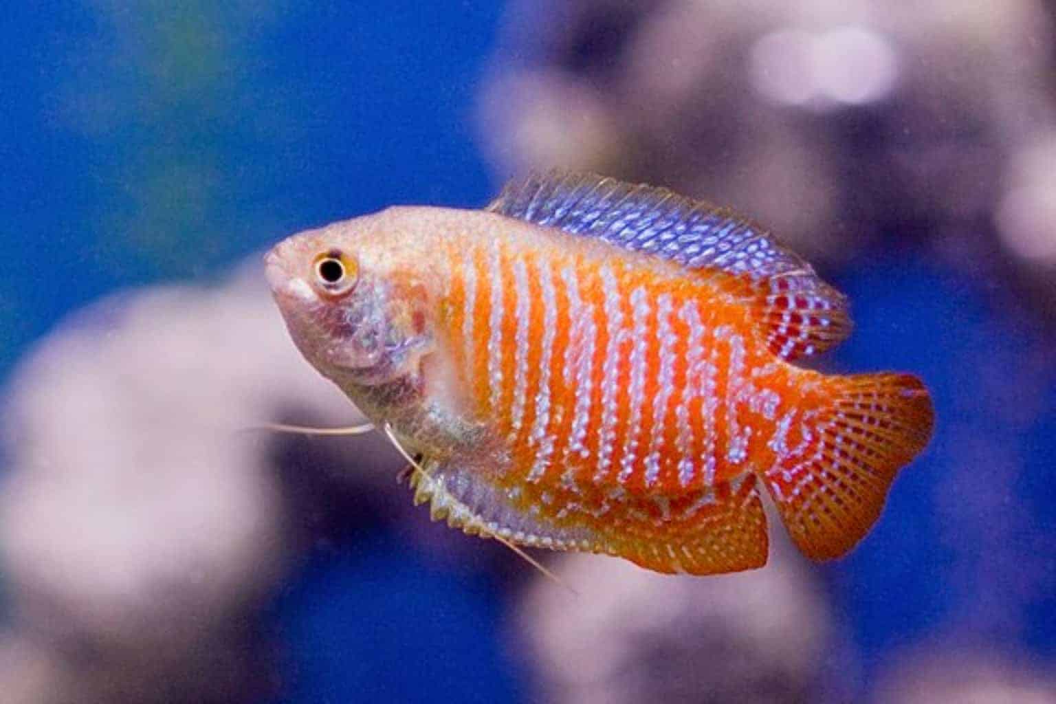 Dwarf Gourami 101: Complete Care Guide, Tank Setup, & Tips