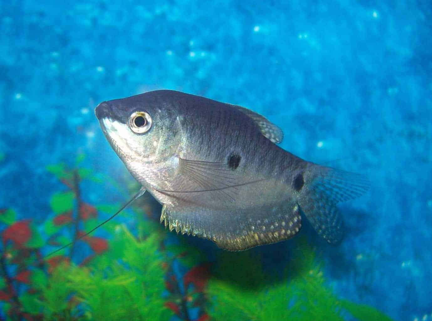 Blue Gourami Care Guide: Size, Diet, Tank Mates, Lifespan