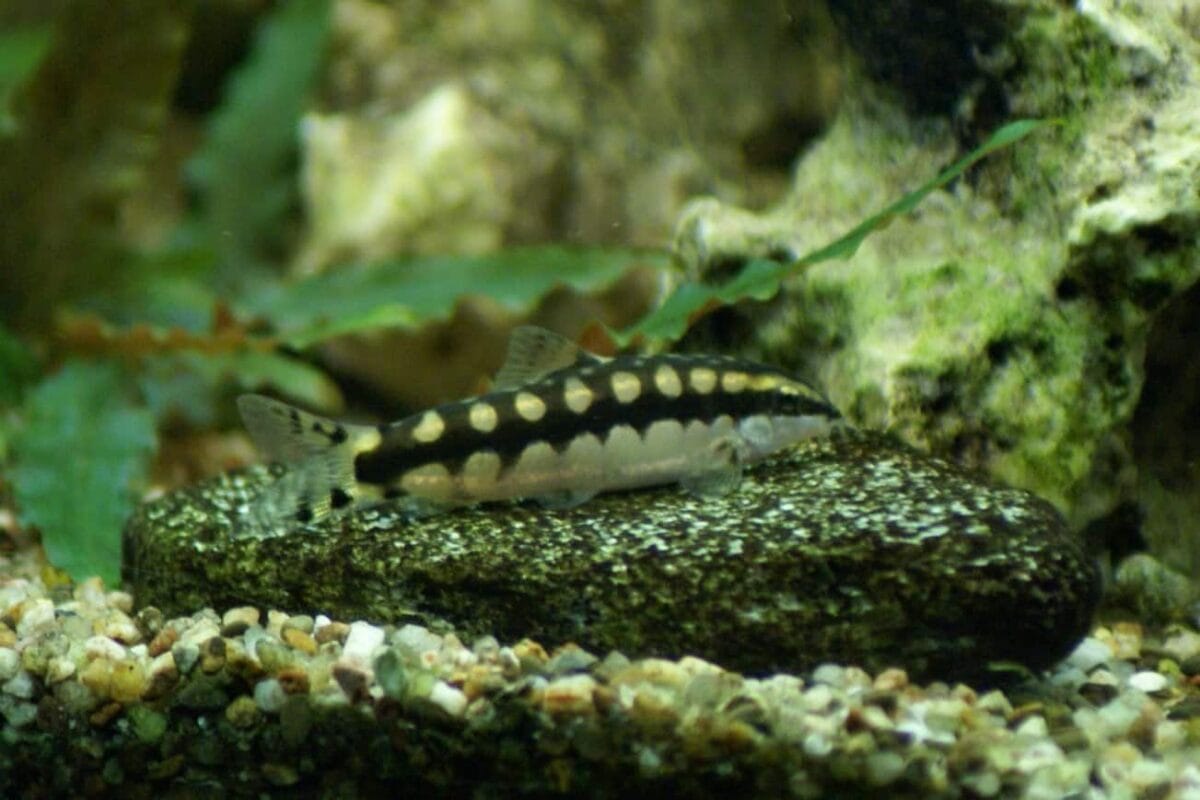 Dwarf Chain Loach 101: Ideal and Optimal Care Techniques