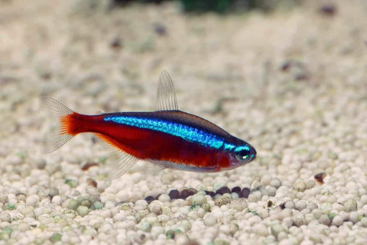 Heteropneustes Fossilis: Liver Catfish Facts & Care Tips