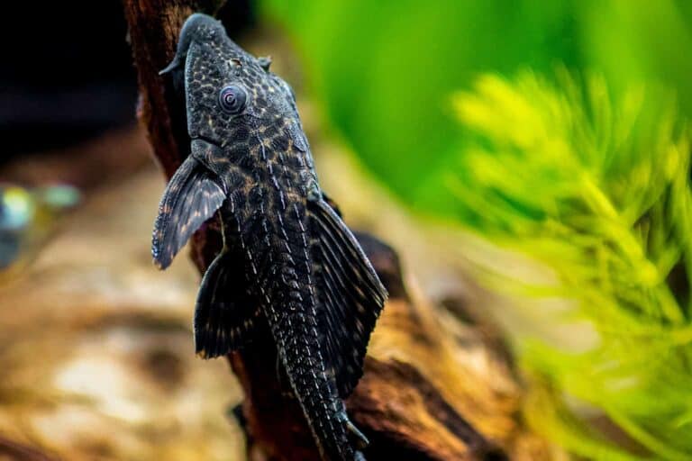 Common Pleco: From Care To Diet To Lifespan And More