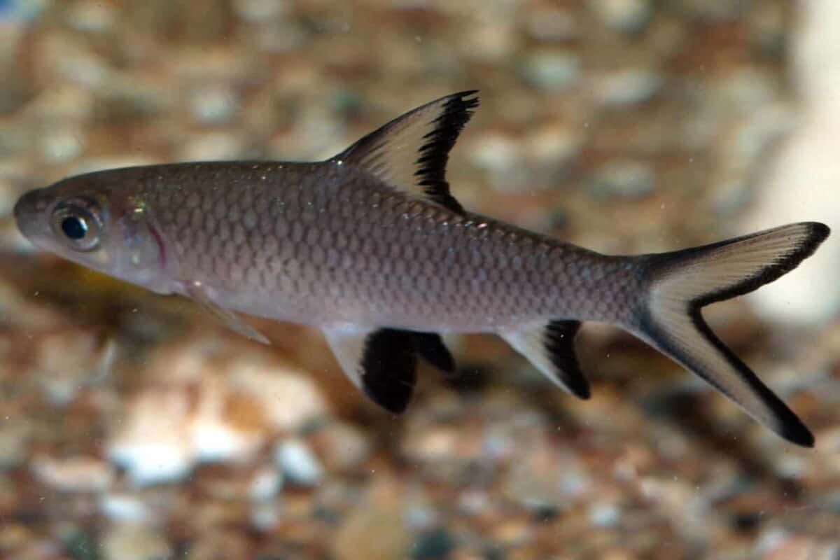 Bala Shark Care Guide: Unique Characteristics and Ideal Conditions