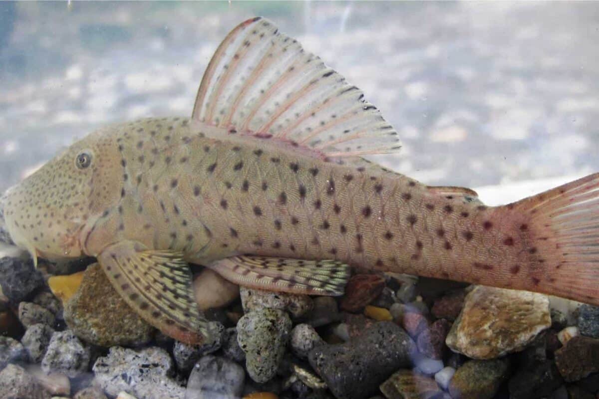 Rubber Lip Pleco: Size, Health, Diet, Care, and More