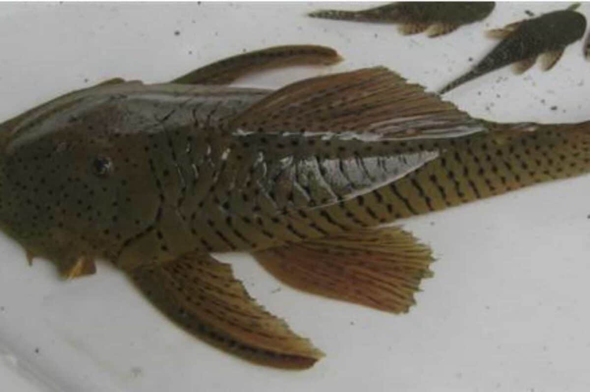 Rubber Lip Pleco: Size, Health, Diet, Care, and More