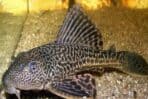Common Pleco: From Care To Diet To Lifespan And More