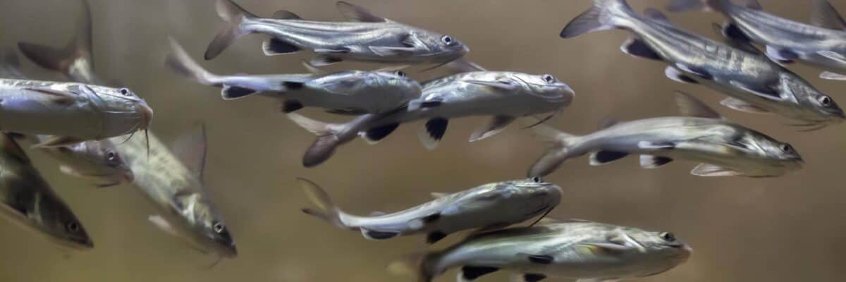 Columbian Shark Care: Tank Size, Feeding, and Behavior